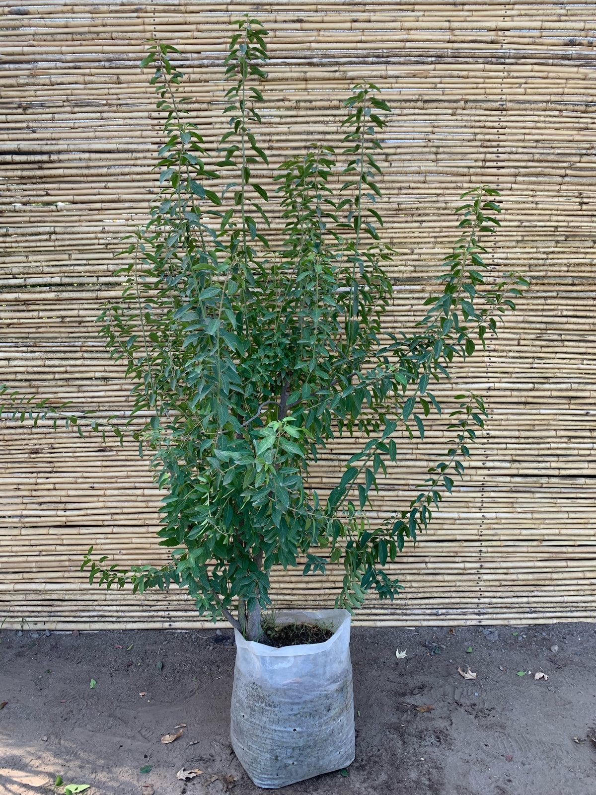 Maqui - Aristotelia chilensis - Agrícola y Comercial El Palomar SPA