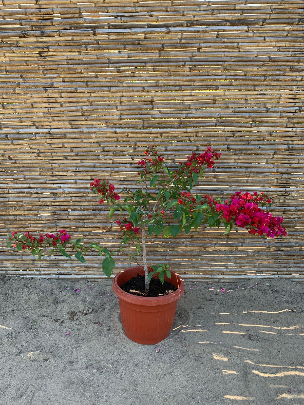 Bugambilia "Rastrera" - Bougainvillea - Agrícola y Comercial El Palomar SPA