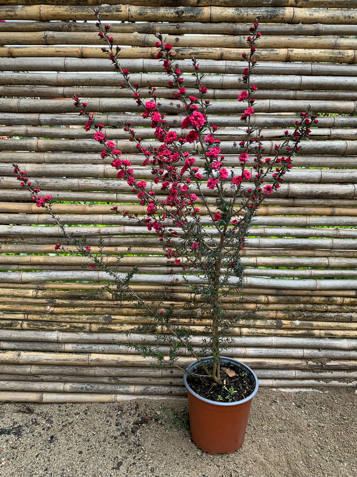 Leptospermum - Leptospermum scoparium rojo - Agrícola y Comercial El Palomar SPA