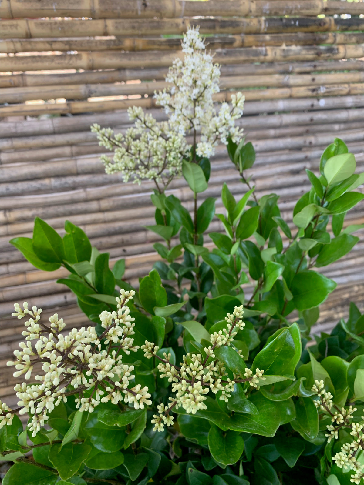 Ligustro Compacto - Ligustrum compactum japonicum - Agrícola y ...