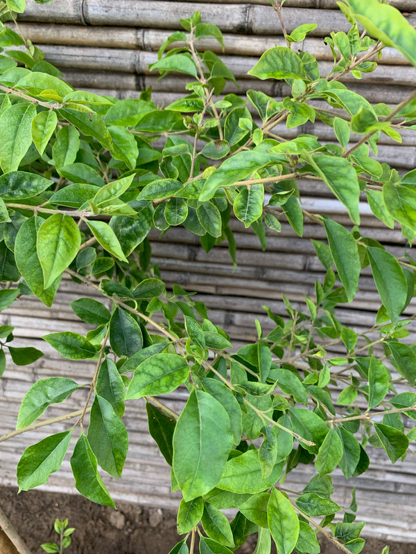 Ligustro Pekinensis - Agrícola y Comercial El Palomar SPA