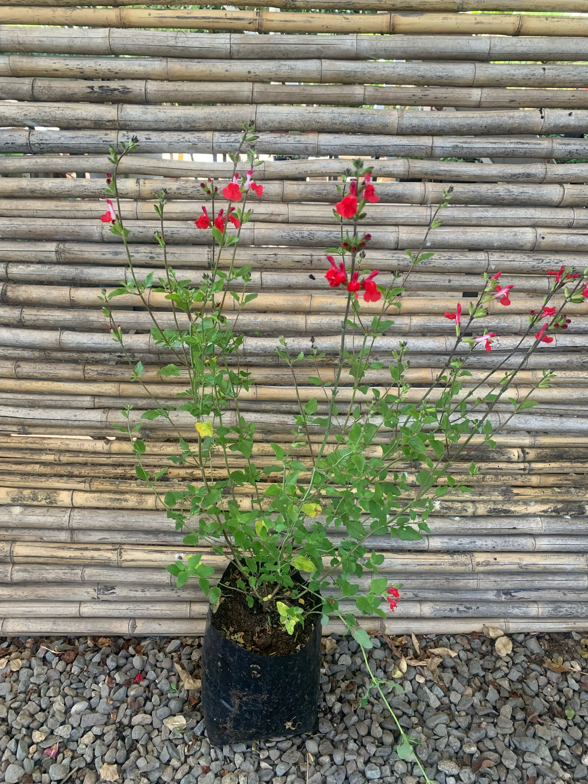 Salvia Roja - Salvia Microphylla (50cm.) - Agrícola y Comercial El ...
