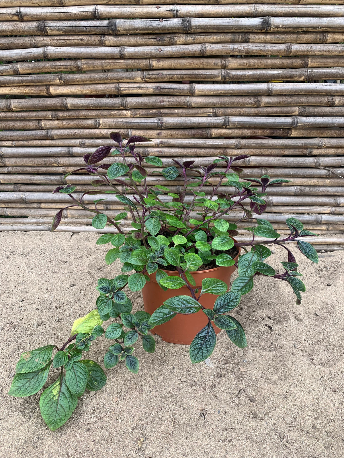 Dolar Negro - Agrícola y Comercial El Palomar SPA