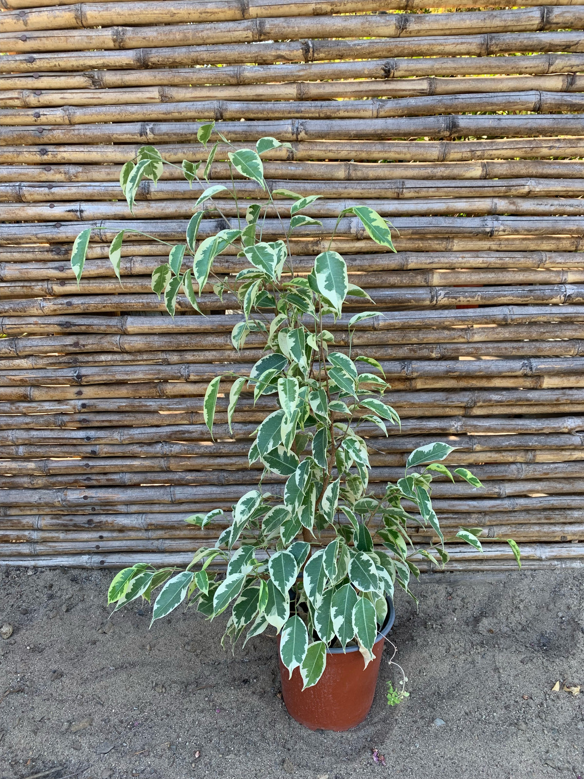 Ficus variegado - Agrícola y Comercial El Palomar SPA