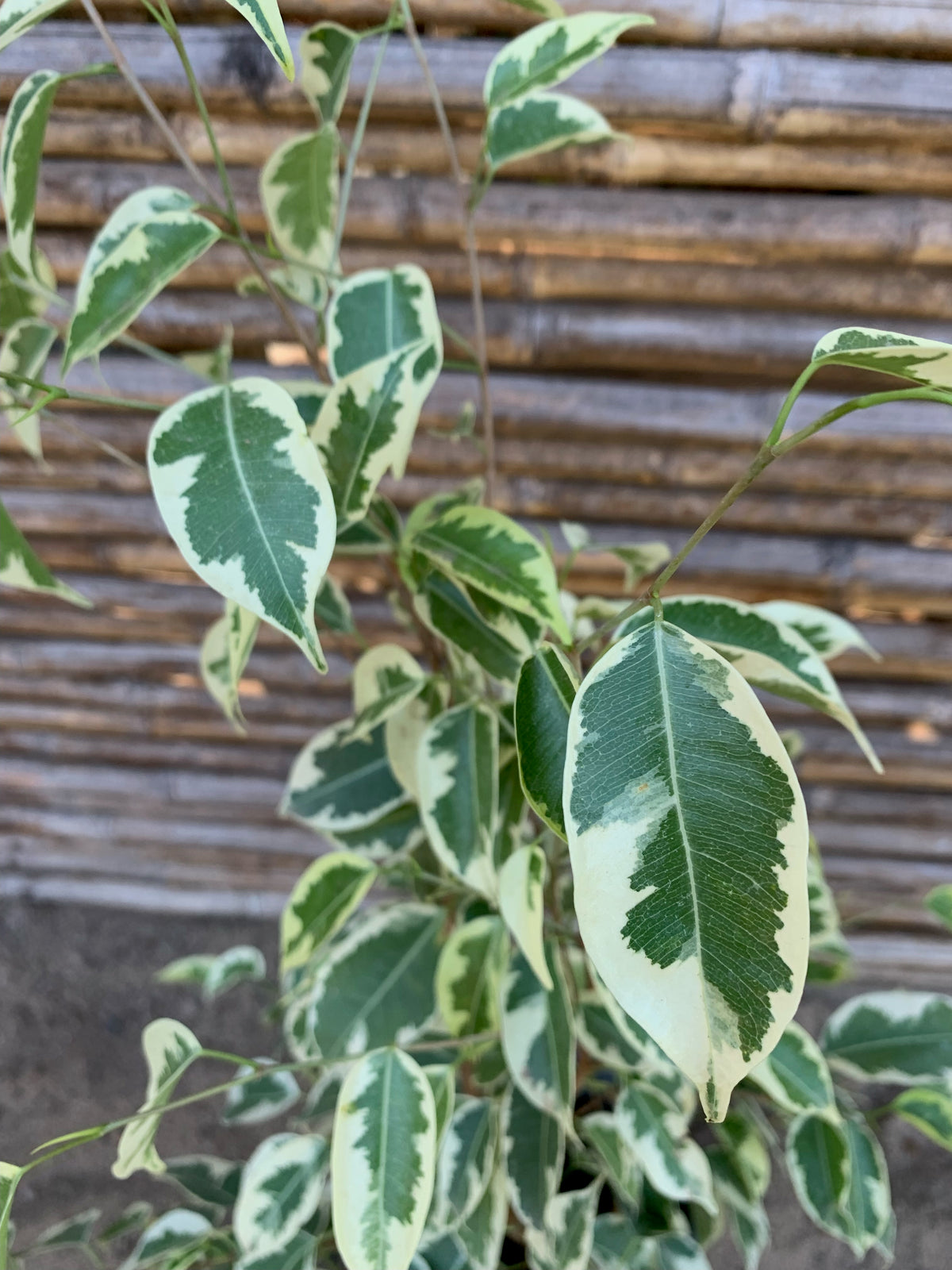 Ficus variegado - Agrícola y Comercial El Palomar SPA
