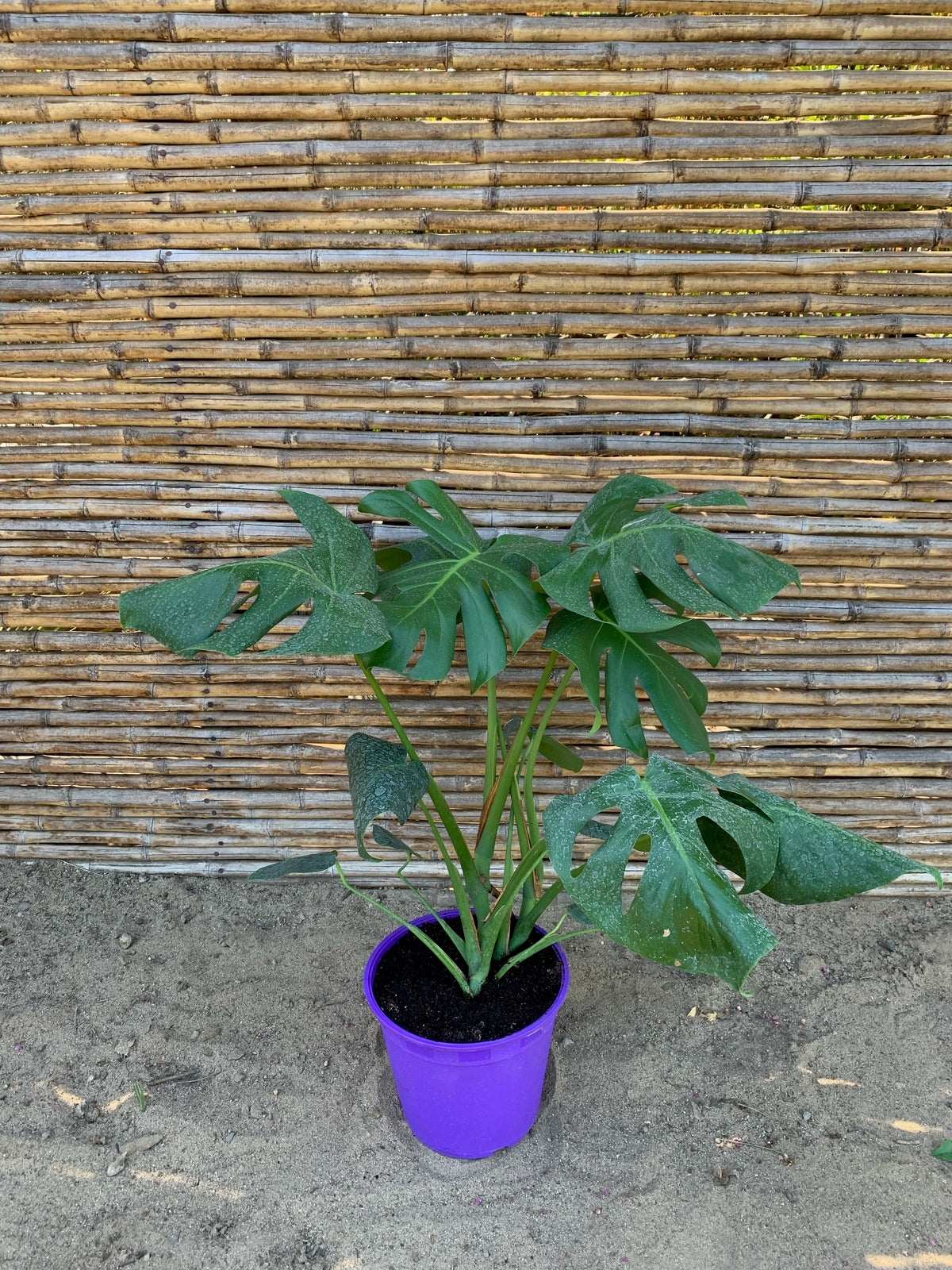 Philodendron Monstera - Monstera deliciosa - Agrícola y Comercial El ...