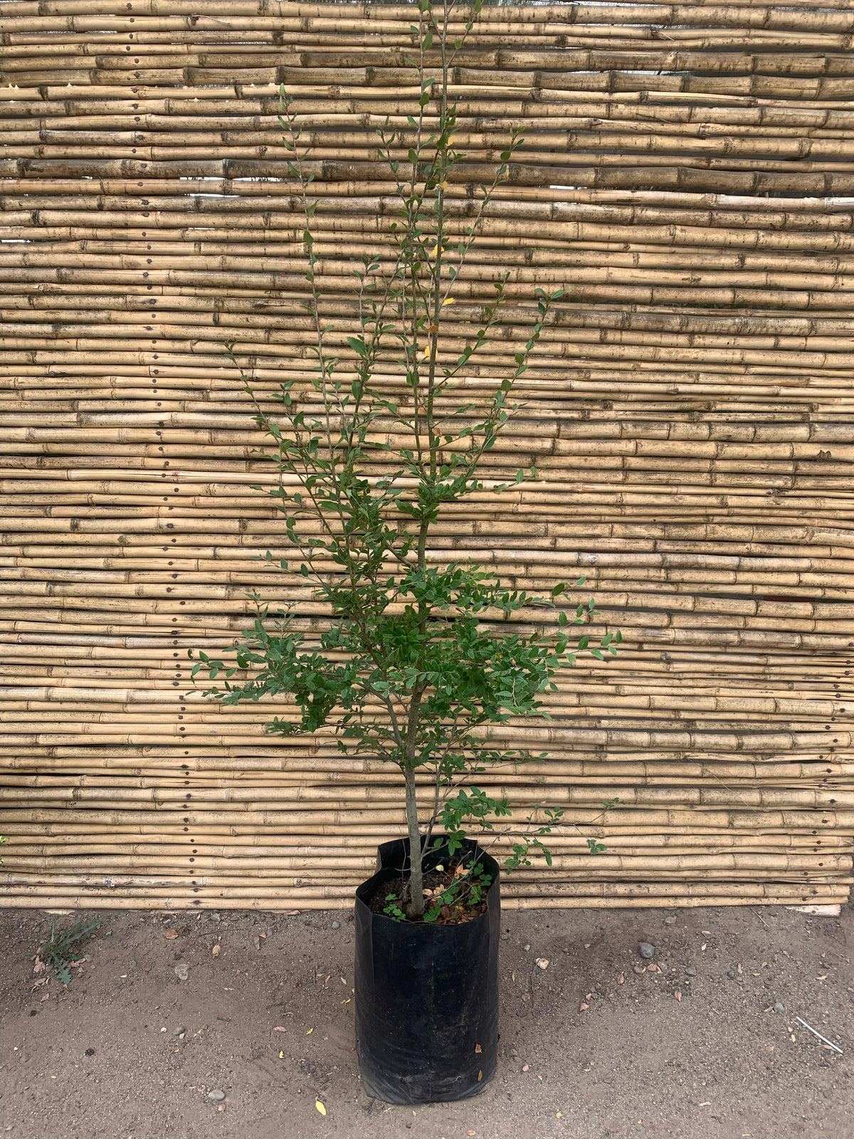 Coigue - Nothofagus dombeyi - Agrícola y Comercial El Palomar SPA