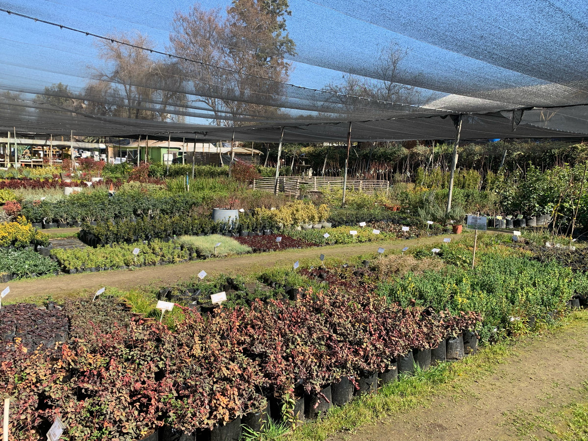 Vivero - Agrícola y Comercial El Palomar SPA
