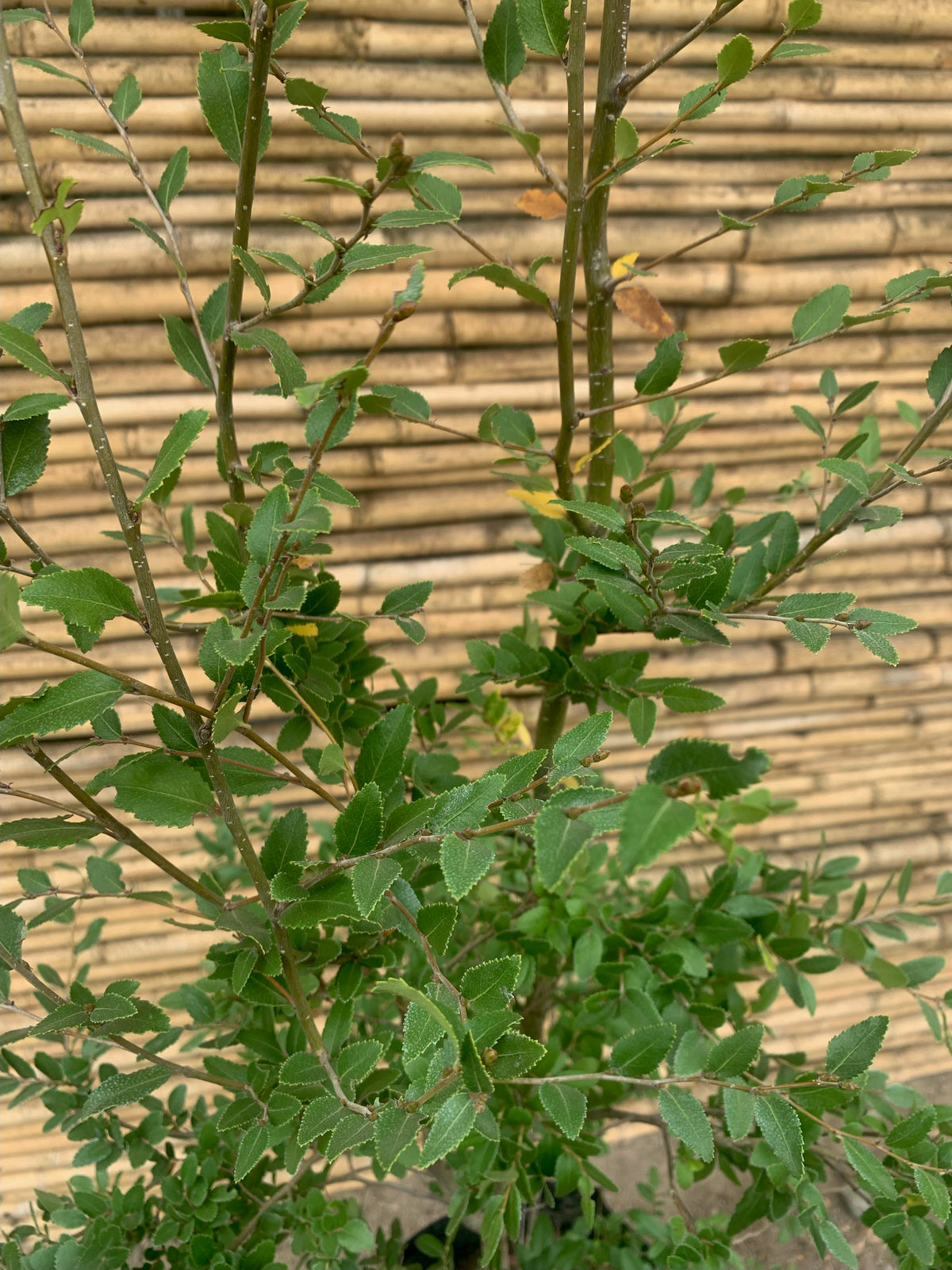 Coigue - Nothofagus dombeyi - Agrícola y Comercial El Palomar SPA