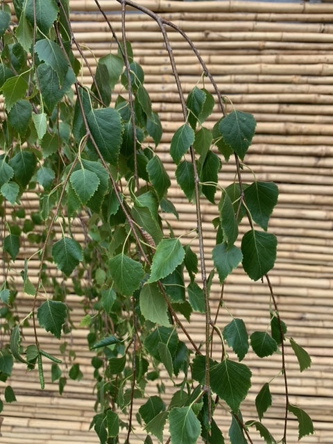 Abedúl péndulo ( injertado ) - Agrícola y Comercial El Palomar SPA